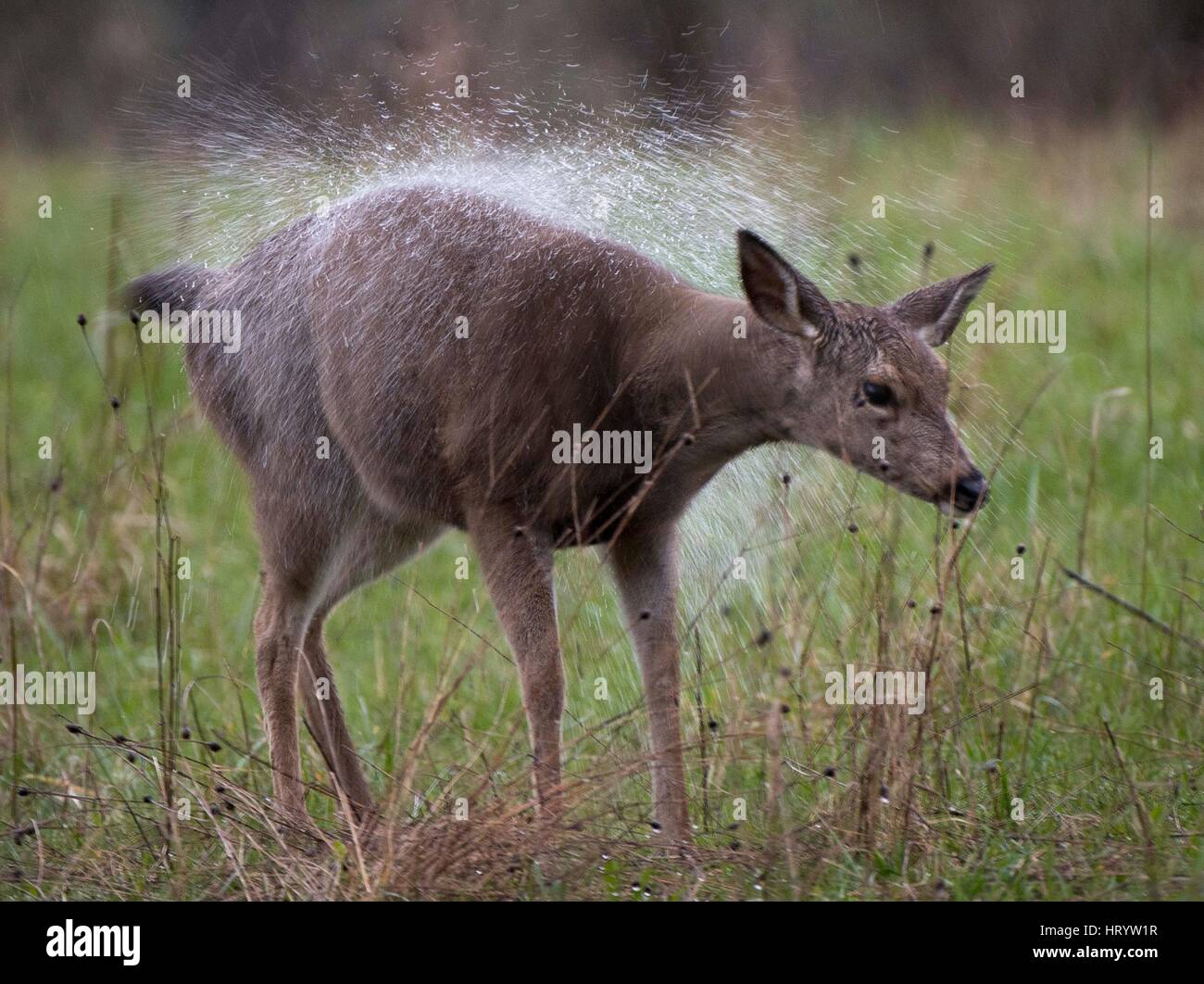 Roseburg, Oregon, USA. 5th Mar, 2017. A black-tailed deer shakes of ...