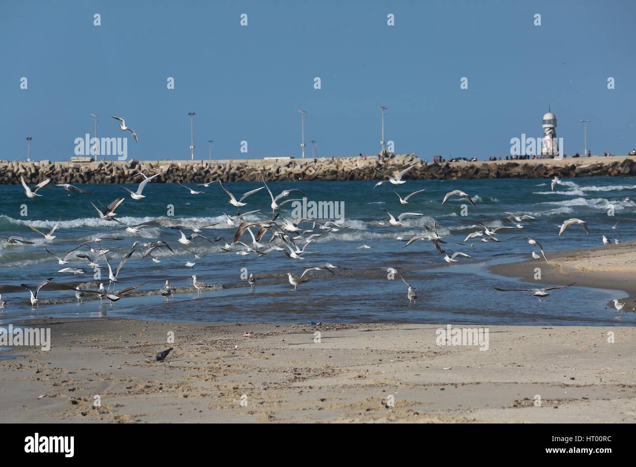 Gaza City, Gaza Strip, Palestinian Territory. 6th Mar, 2017. Seagulls ...