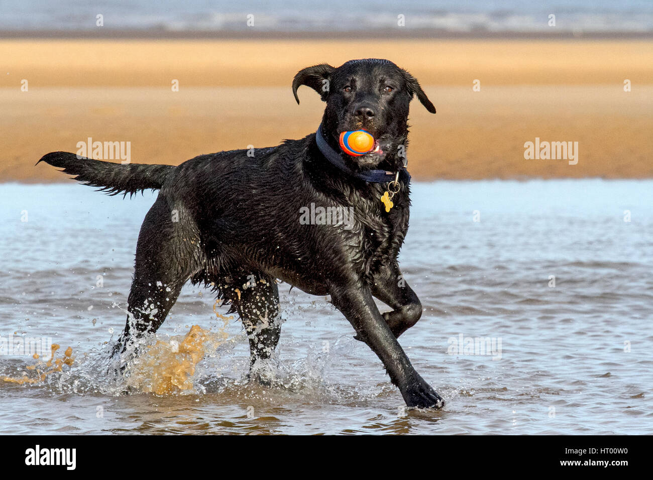 Formby, Merseyside. 6th March 2017. Dogs day out. Three year old German ...