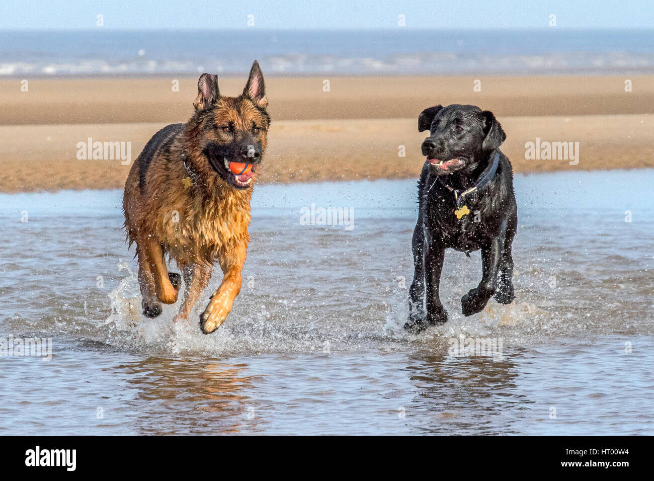 Formby, Merseyside. 6th March 2017. Dogs day out. Three year old German ...