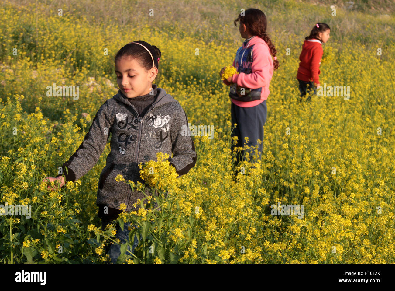 Palestine. March 5, 2017 - Palestinian children pick up wild mustard ...
