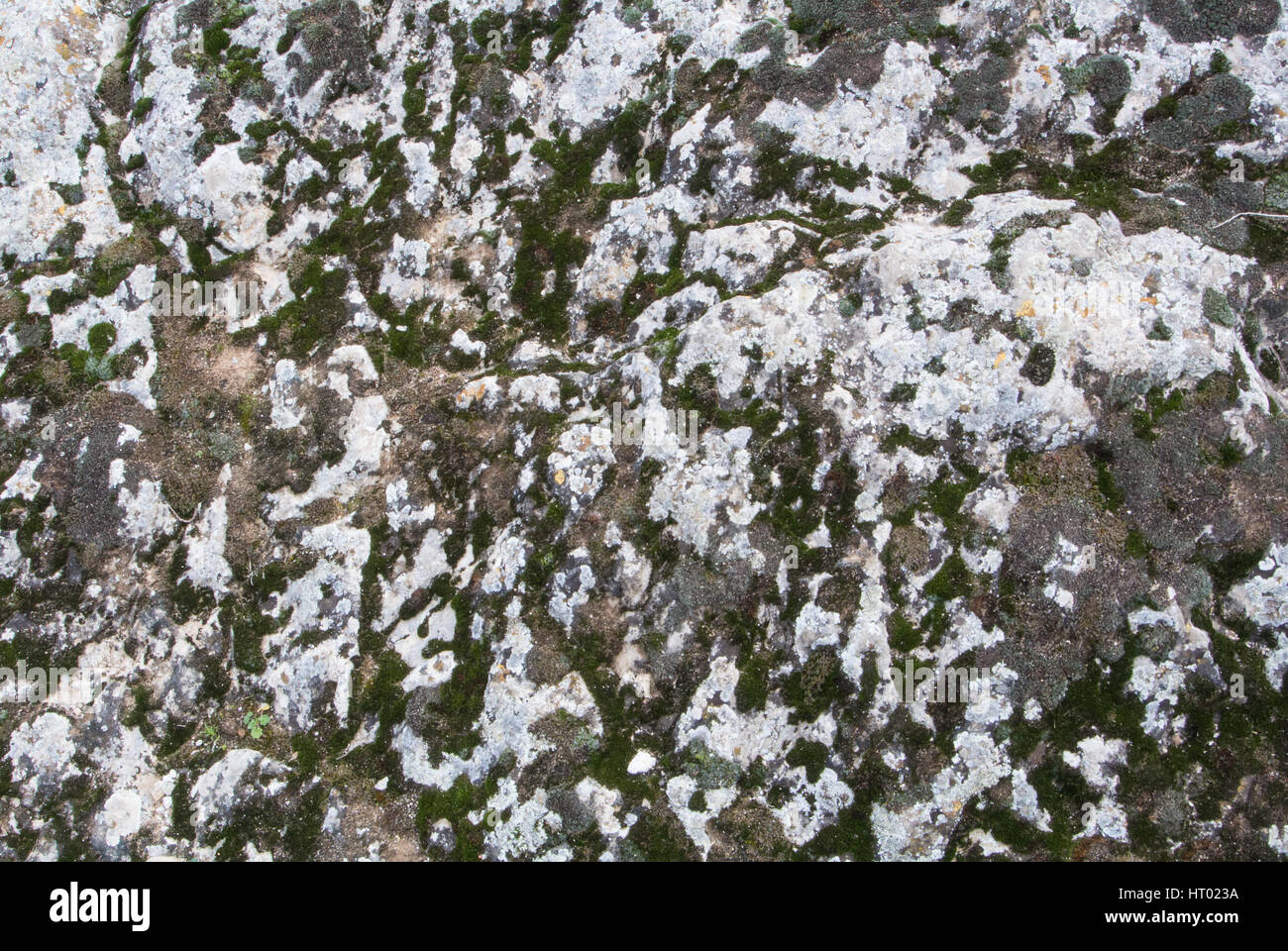 A close-up view of a stone, a stone background textured with moss Stock ...