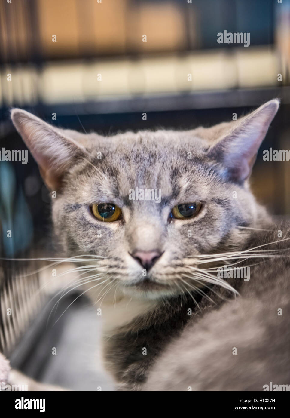 Sad grey cat in cage waiting for adoption Stock Photo - Alamy