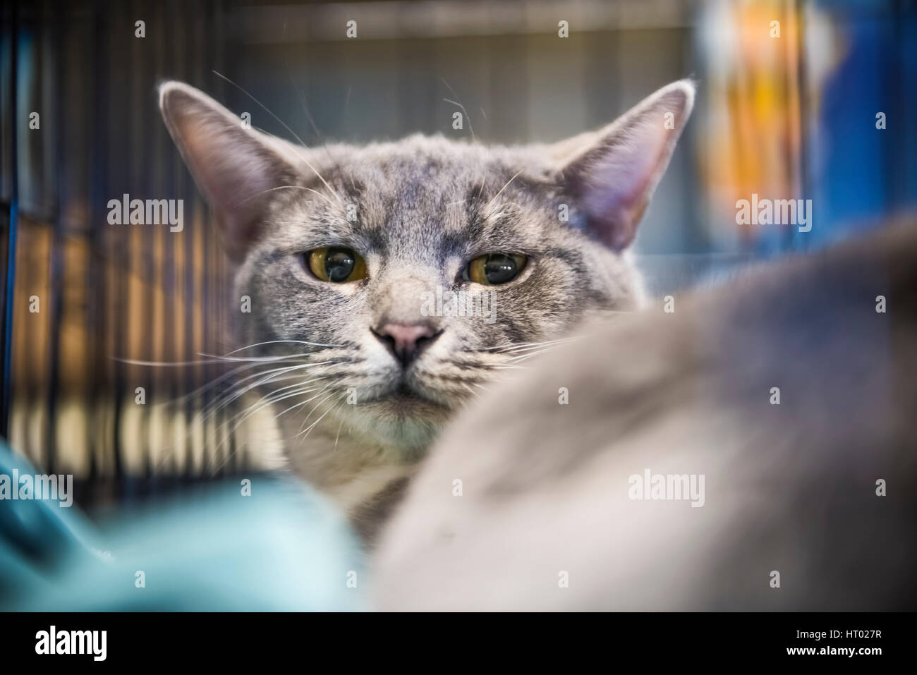 Sad grey cat in cage waiting for adoption Stock Photo - Alamy