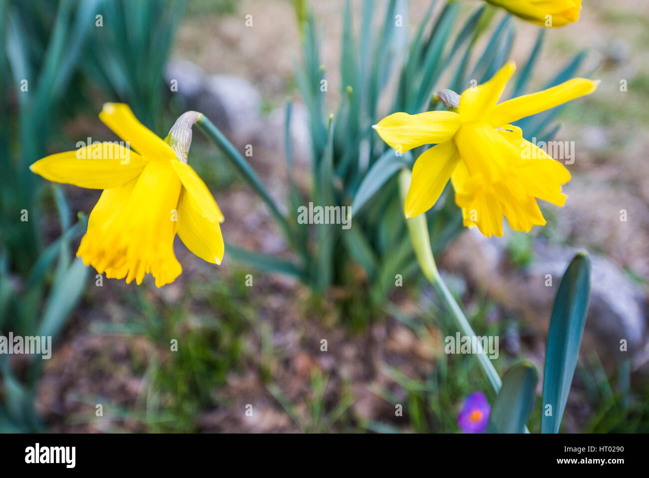 Two open yellow daffodils closeup Stock Photo - Alamy