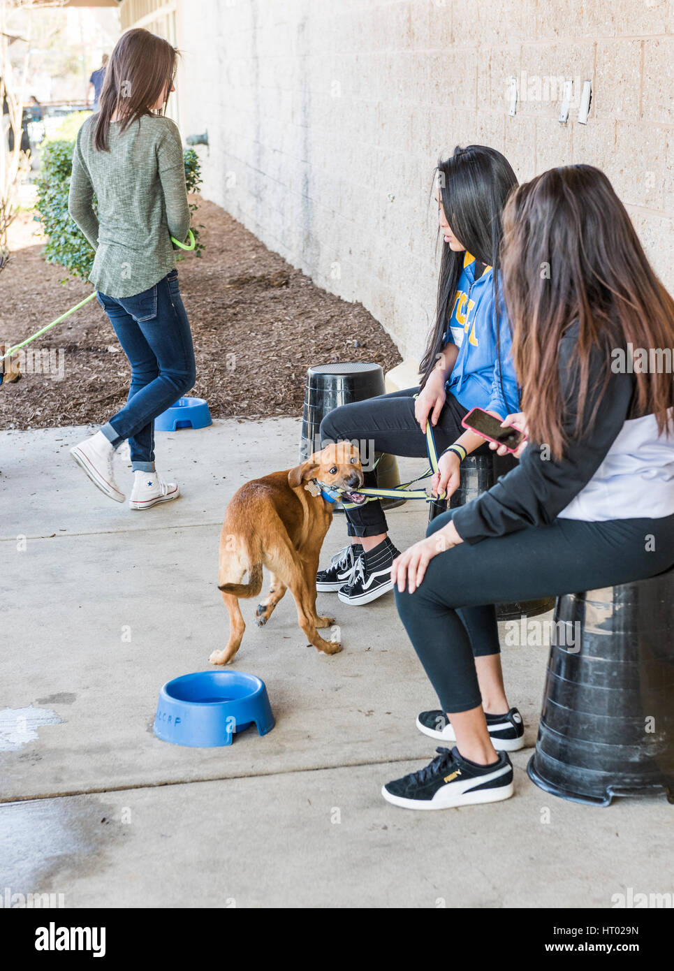 Fairfax, USA - February 18, 2017: Girls tending dogs that are up for ...