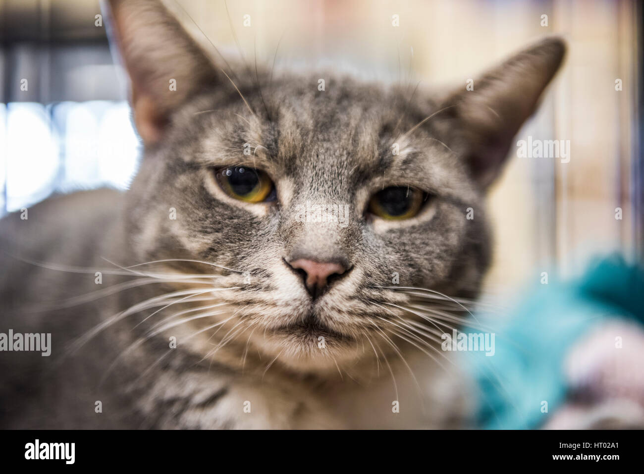 Sad grey cat in cage hi-res stock photography and images - Alamy