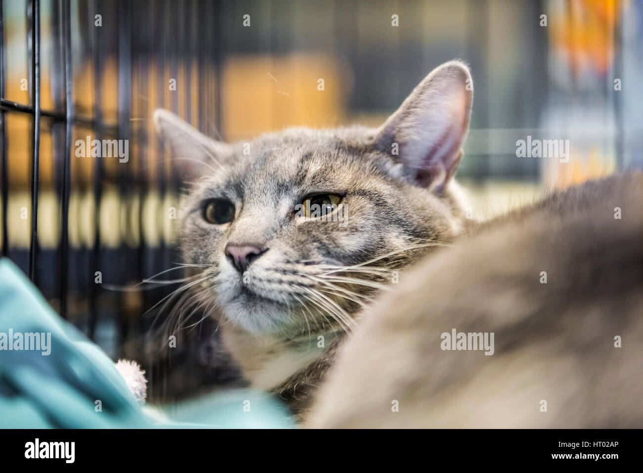 Sad grey cat in cage hi-res stock photography and images - Alamy