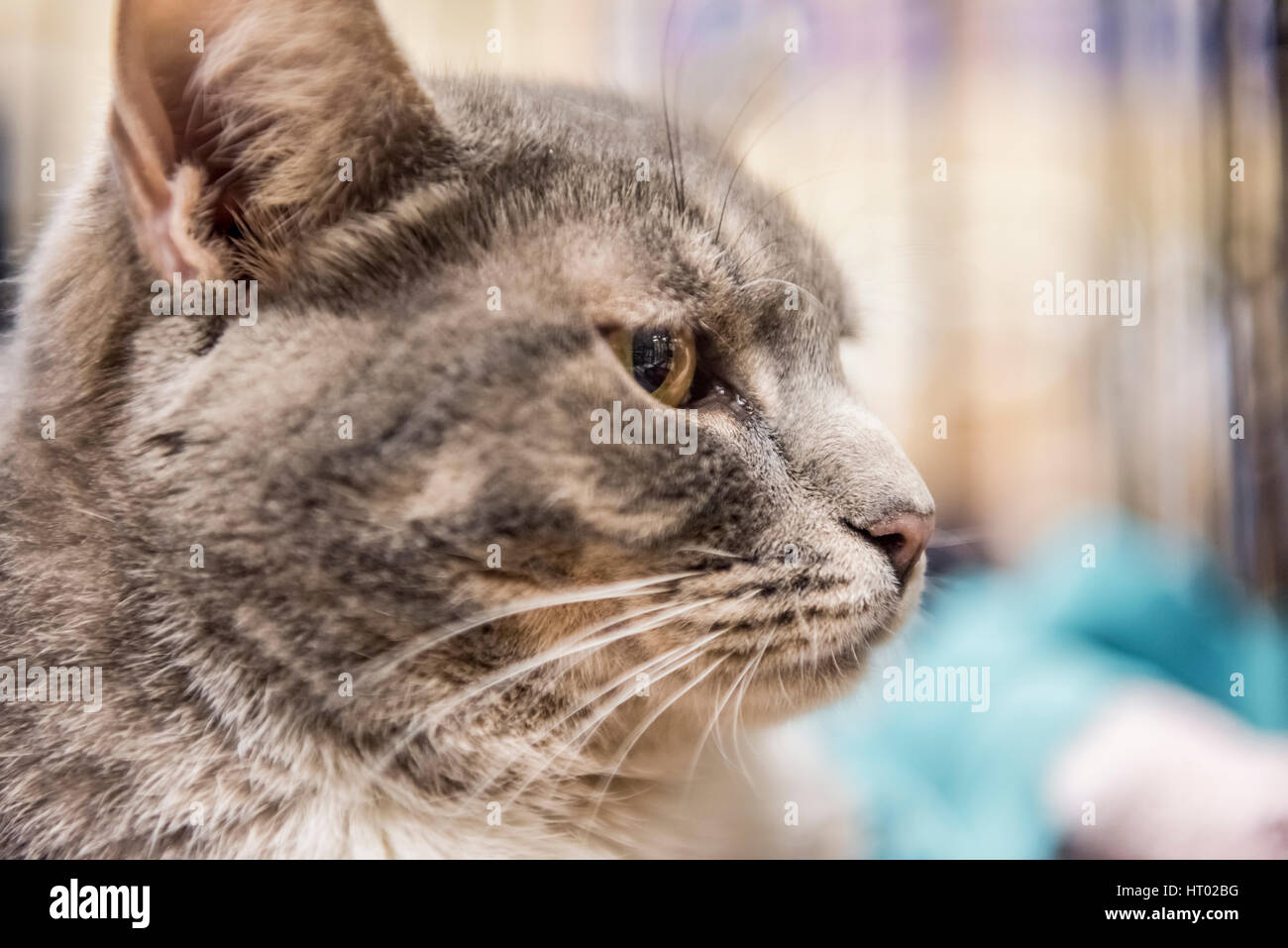 Sad grey cat in cage waiting for adoption Stock Photo - Alamy