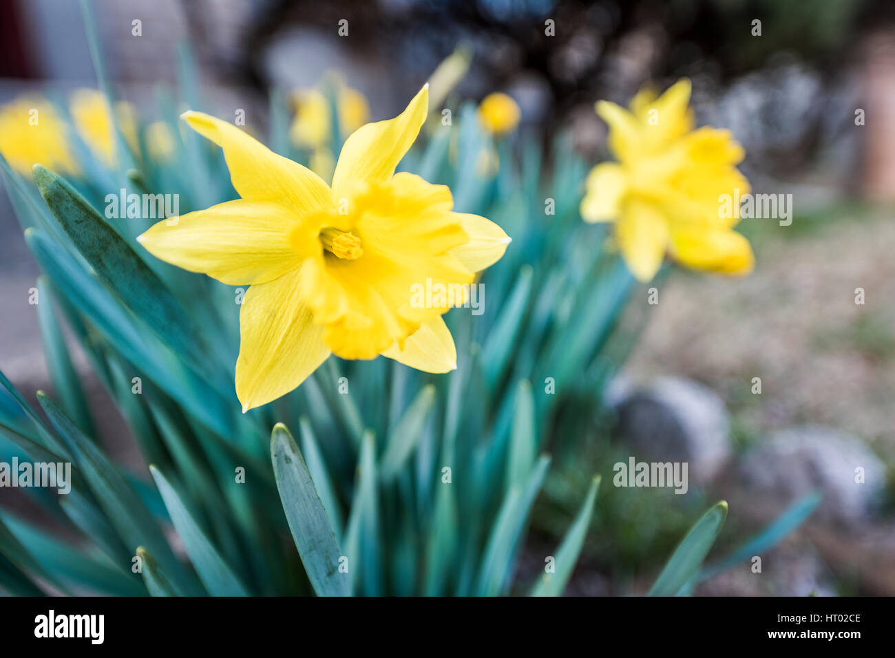 Many open yellow daffodils closeup Stock Photo - Alamy