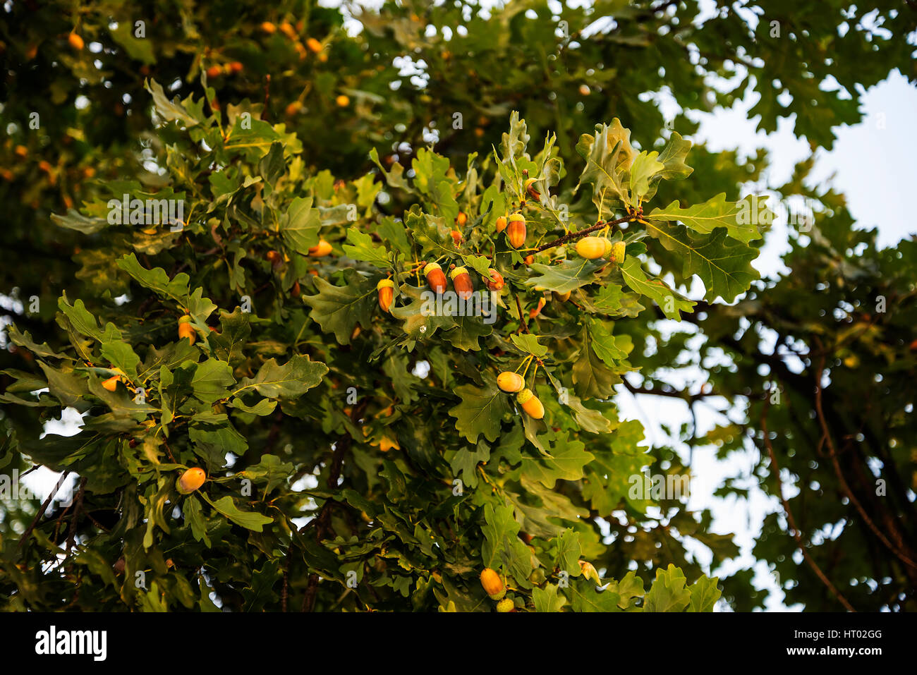 Oak tree with acorns in Planty Park in Krakow Poland. The abundance of ...