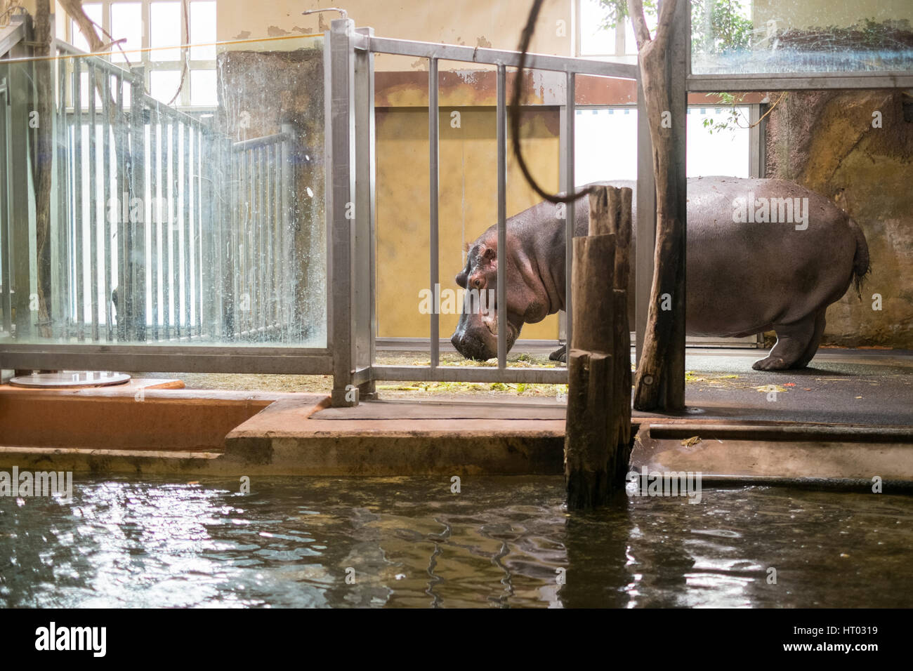 Hippo - Hippopotamus (Hippopotamus amphibius) at Schönbrunn Zoo,Vienna ...