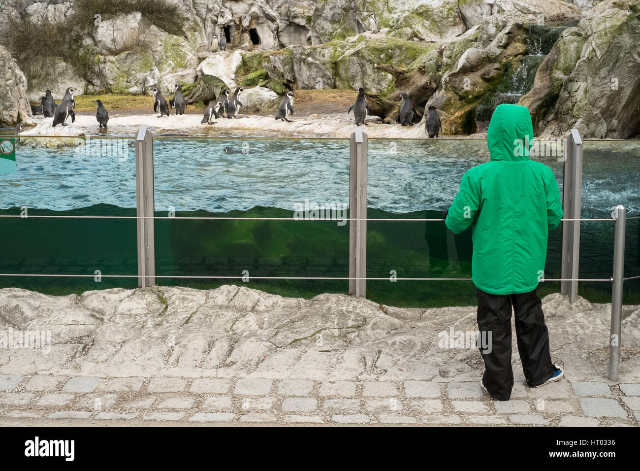 Penguin enclosure at Schönbrunn Zoo, Vienna, Austria Stock Photo - Alamy
