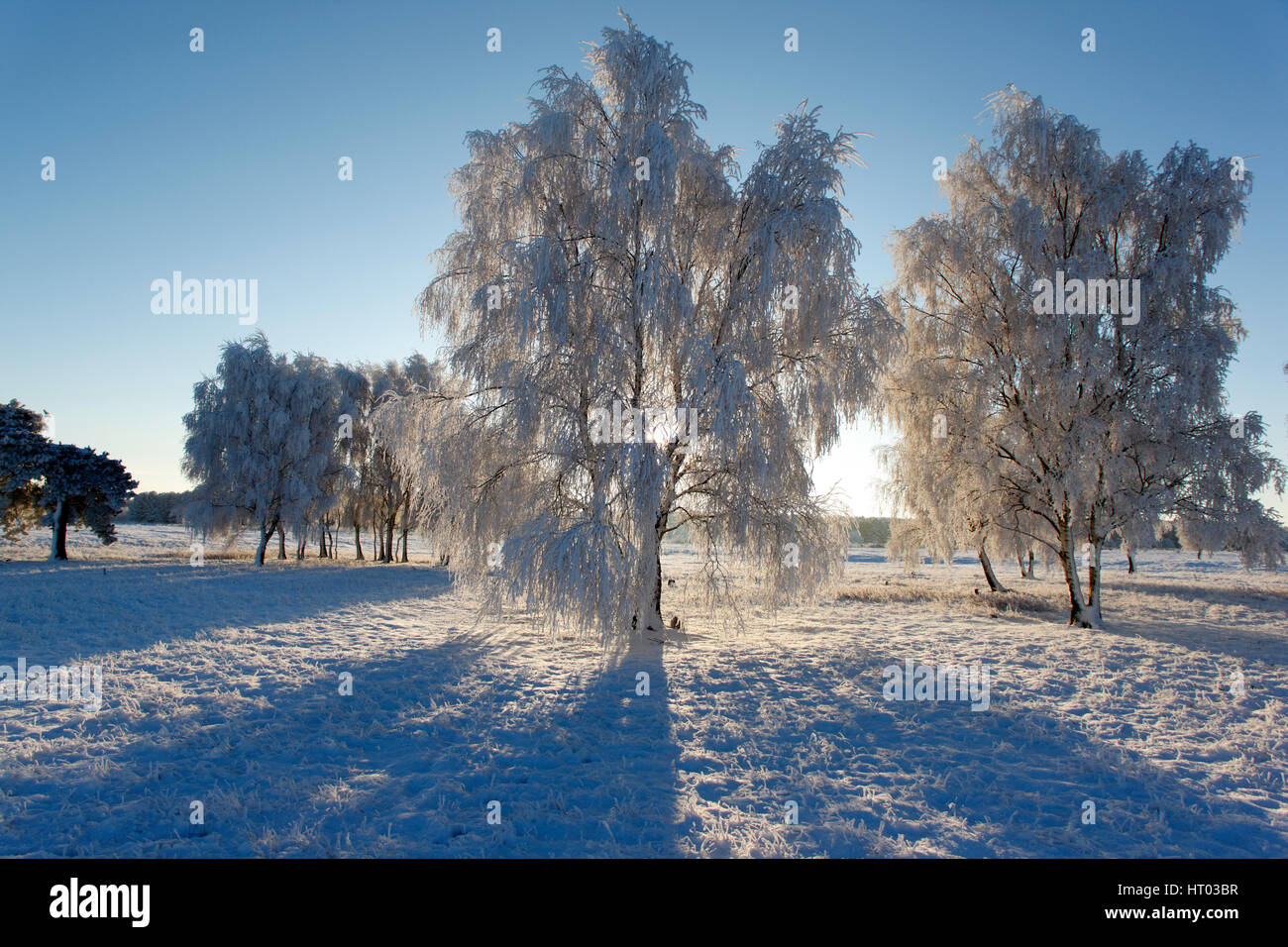 Backlit Silver Birch Trees covered in white hoar frost and snow ...