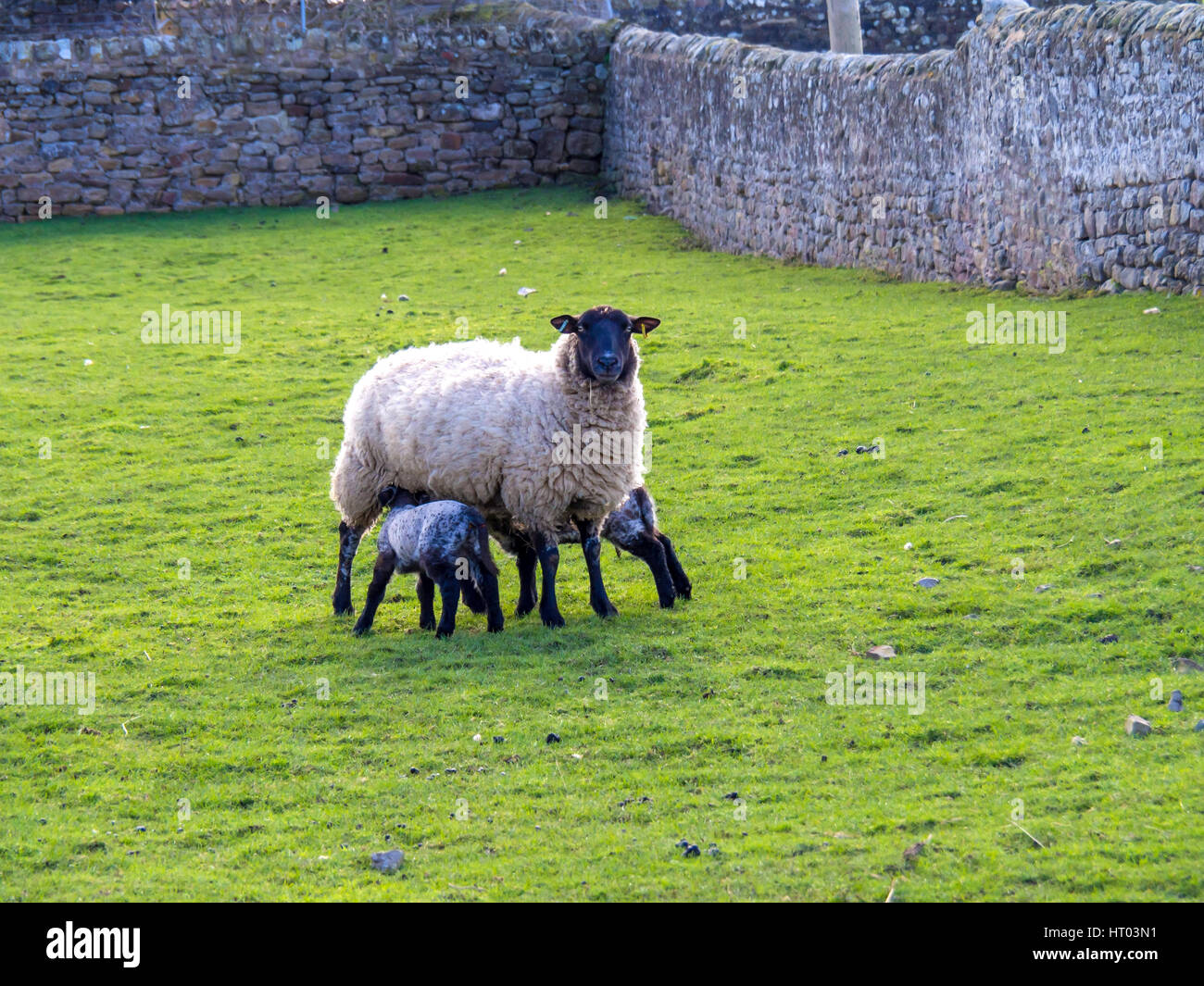 Ewe black faced sheep hi-res stock photography and images - Alamy