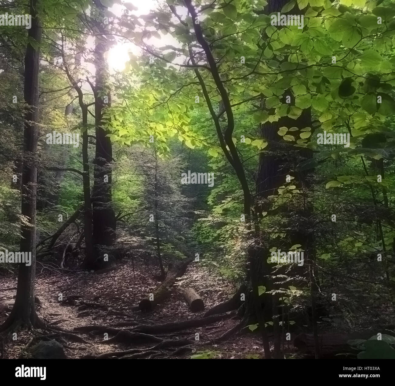 Early morning sun shining through a forest canopy Stock Photo - Alamy