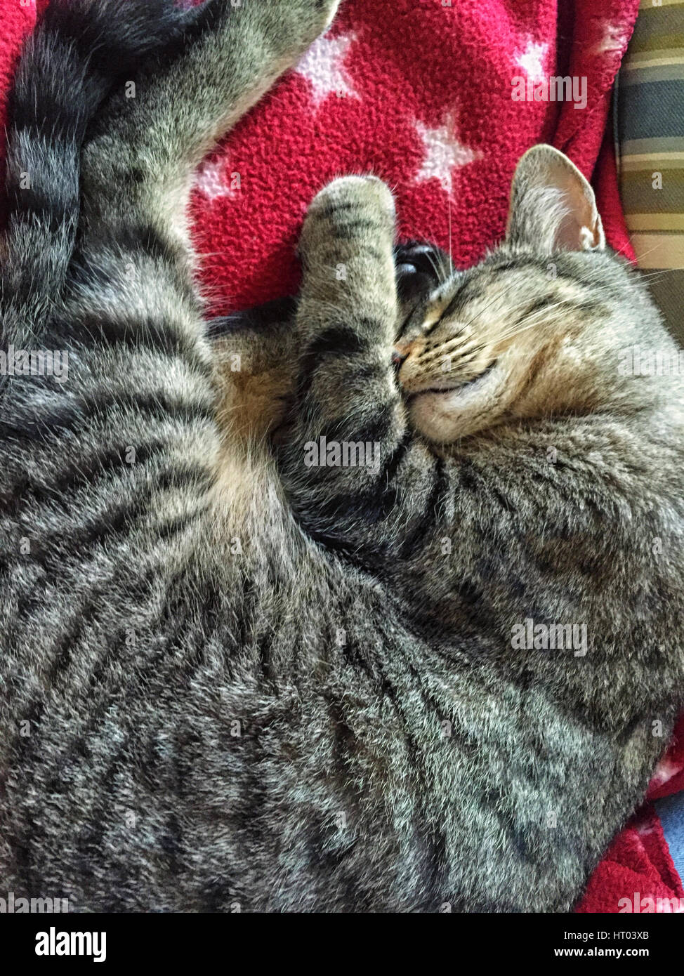 Sleeping tabby cat hi-res stock photography and images - Alamy