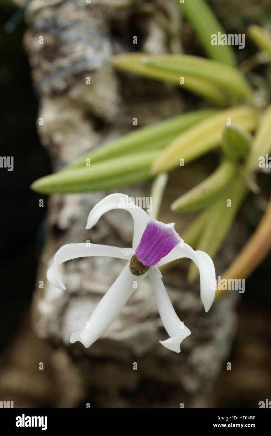 Bicolor species hi-res stock photography and images - Alamy