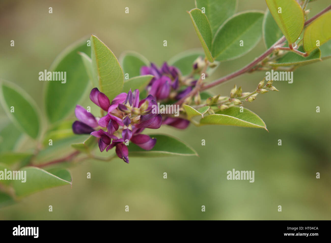 Lespedeza hi-res stock photography and images - Alamy