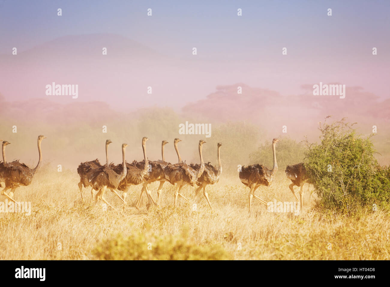 Big herd of female ostriches running in the haze of African savannah ...
