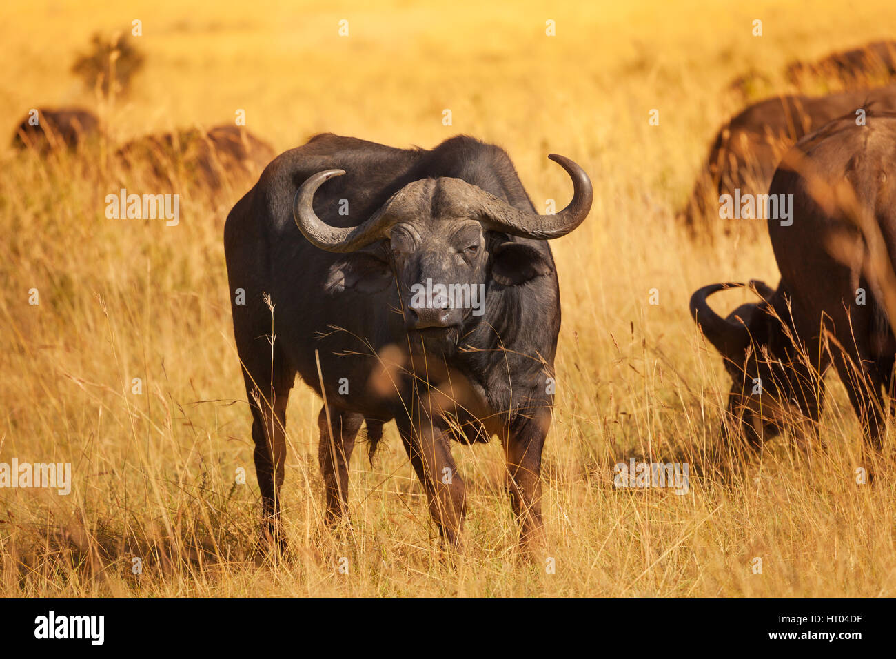 Huge ungulate hi-res stock photography and images - Alamy