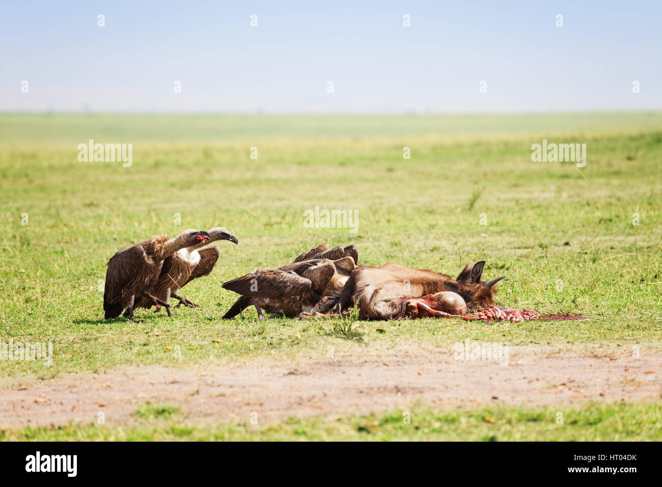 The vultures flock eating the carcass of a wildebeest, Kenya, Africa ...