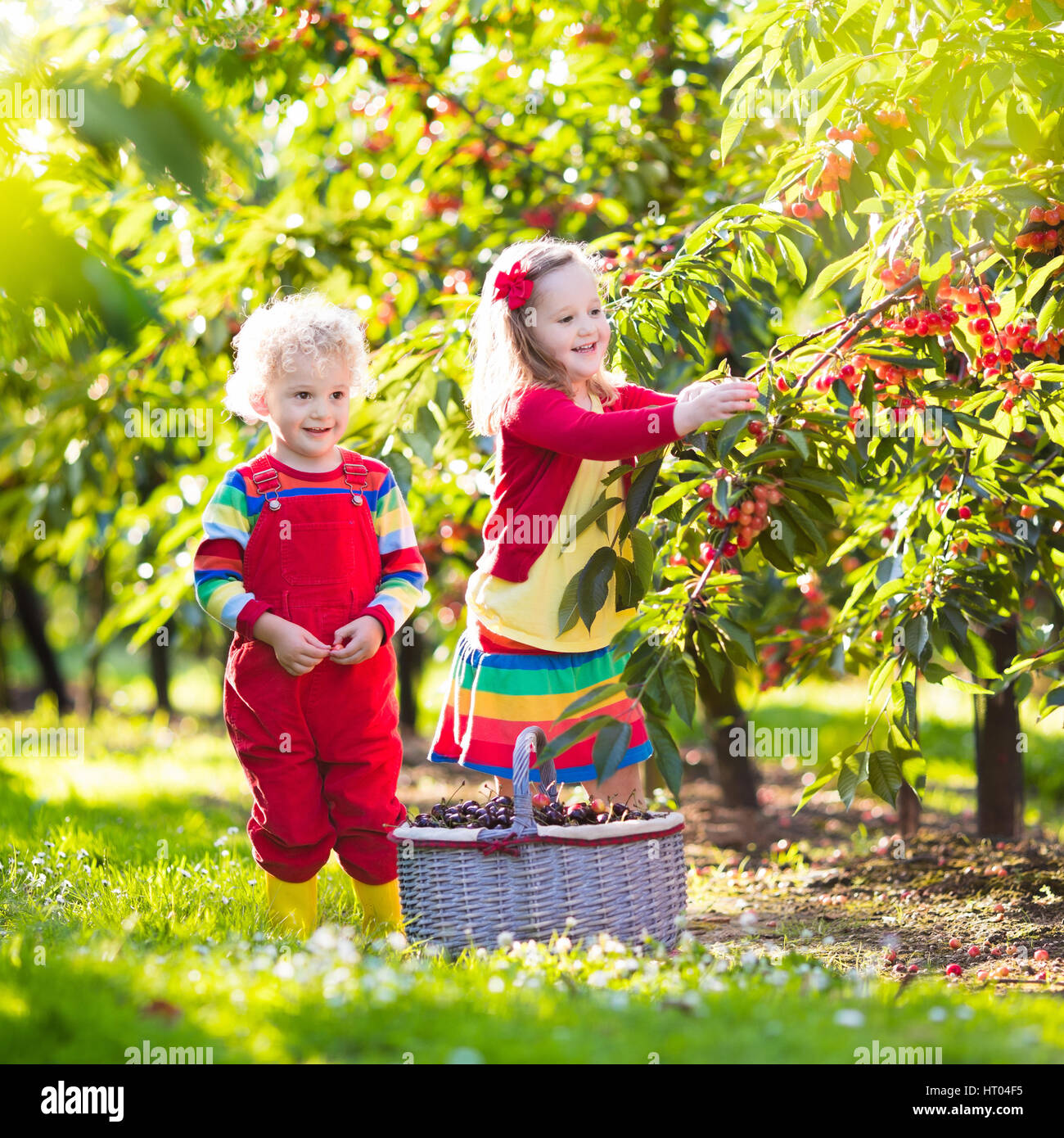 Kids picking cherry on a fruit farm. Children pick cherries in summer ...