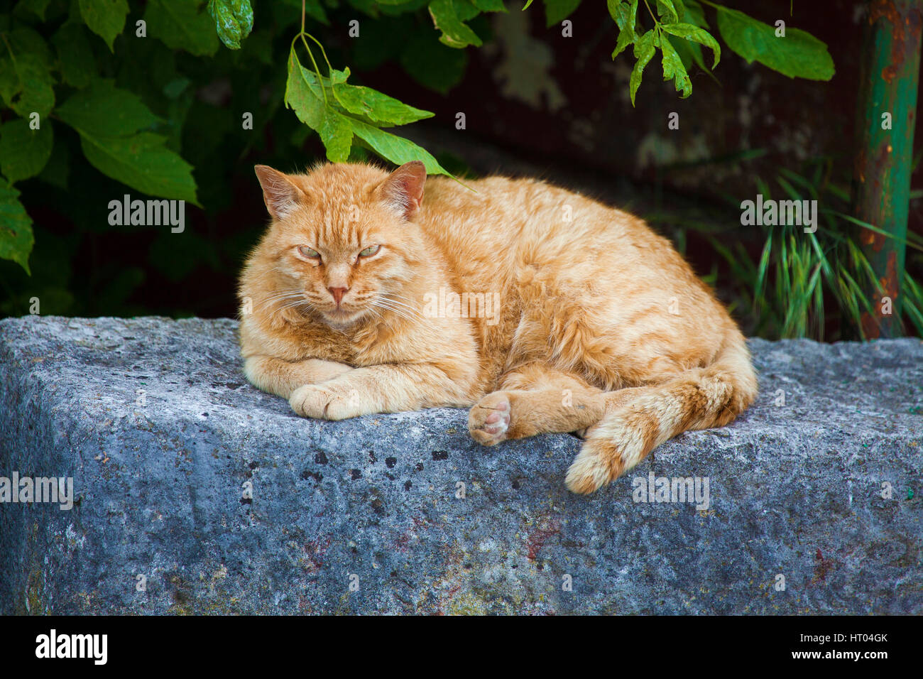 Cat laying on its side hi-res stock photography and images - Alamy