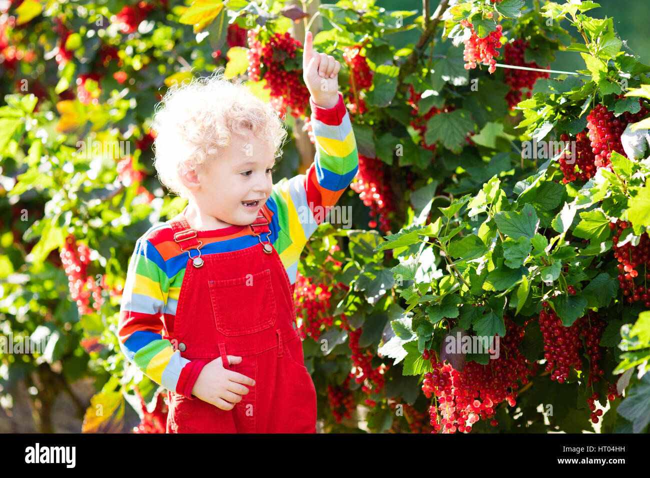 Little boy picking fresh ripe berry from red currant bush in sunny ...