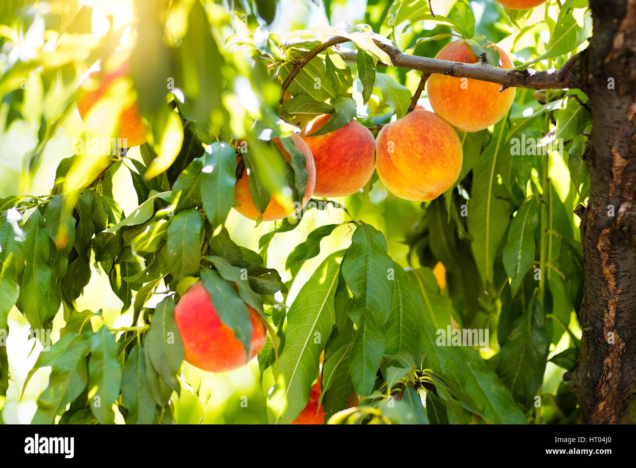 Tuscany peaches hi-res stock photography and images - Alamy