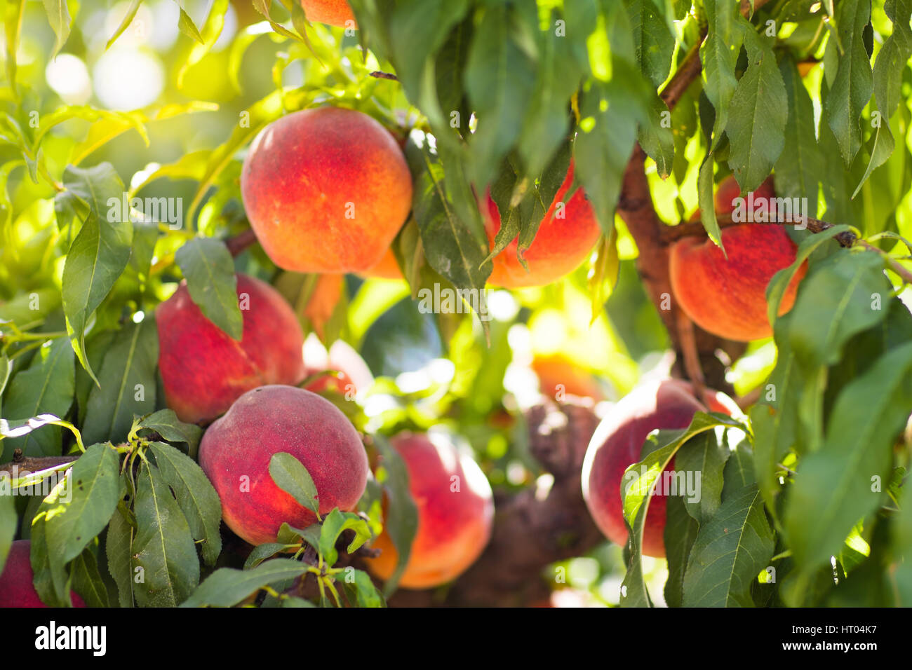 Tuscany peaches hi-res stock photography and images - Alamy