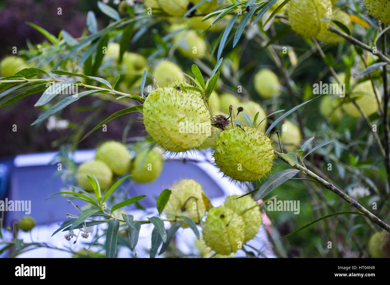Exotic plants in a garden Stock Photo - Alamy