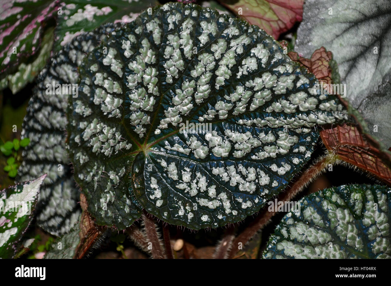 Exotic plants in a garden Stock Photo - Alamy