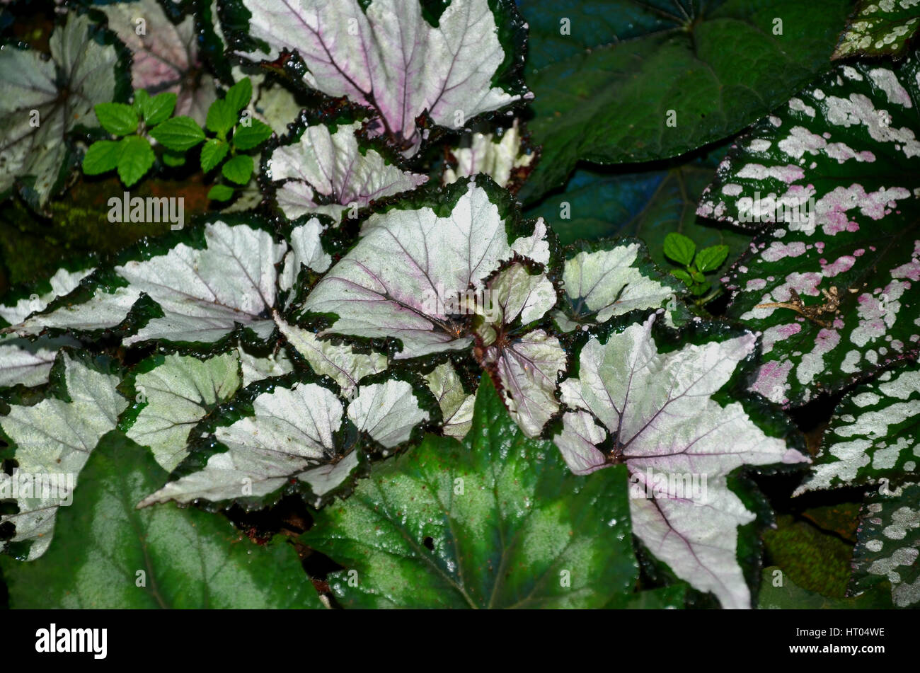 Exotic plants in a garden Stock Photo - Alamy