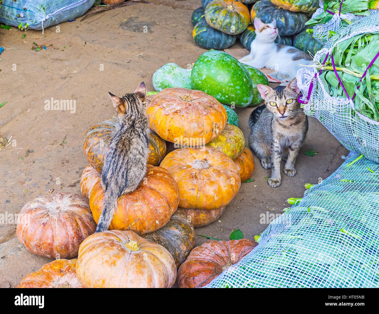 Mother cat with kittens in vegetable warehouse of Manning Market among ...