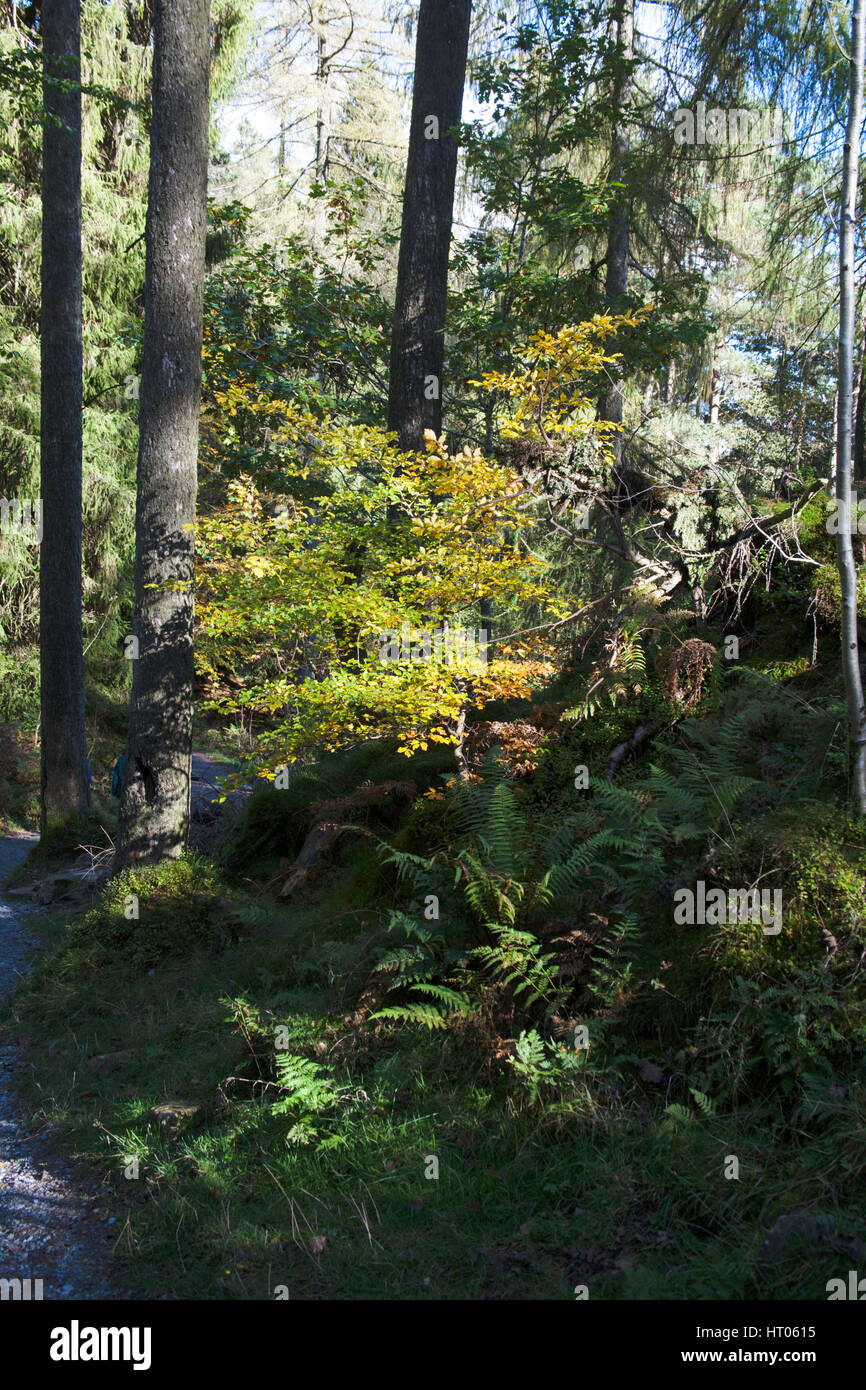 Beech Tree in full Autumn colours growing by the shoreline of Tarn Hows ...