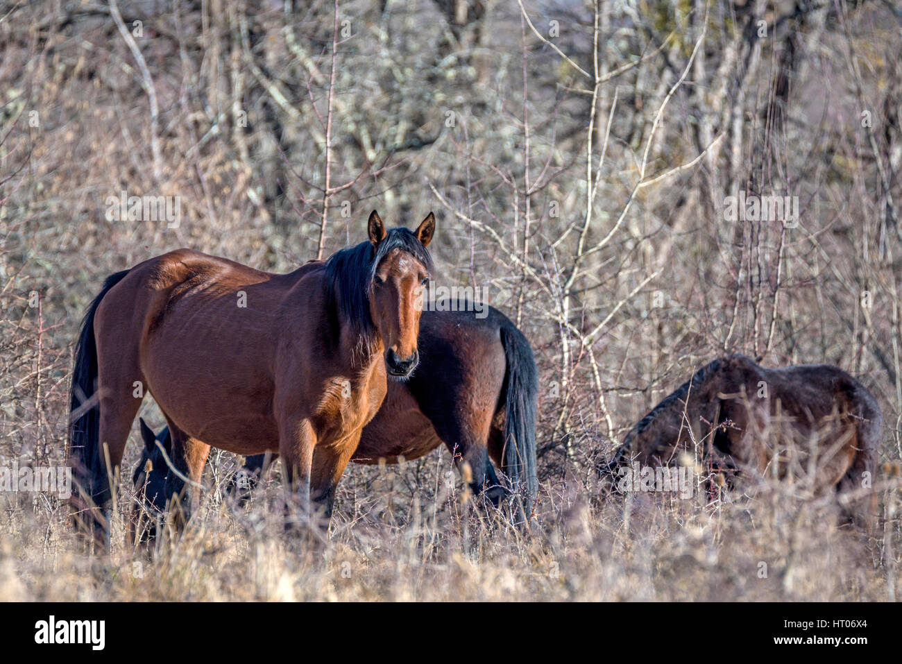 Horse in natural environment hi-res stock photography and images - Alamy