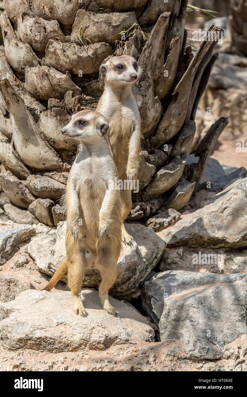 Cute little baby animal meerkat hi-res stock photography and images - Alamy