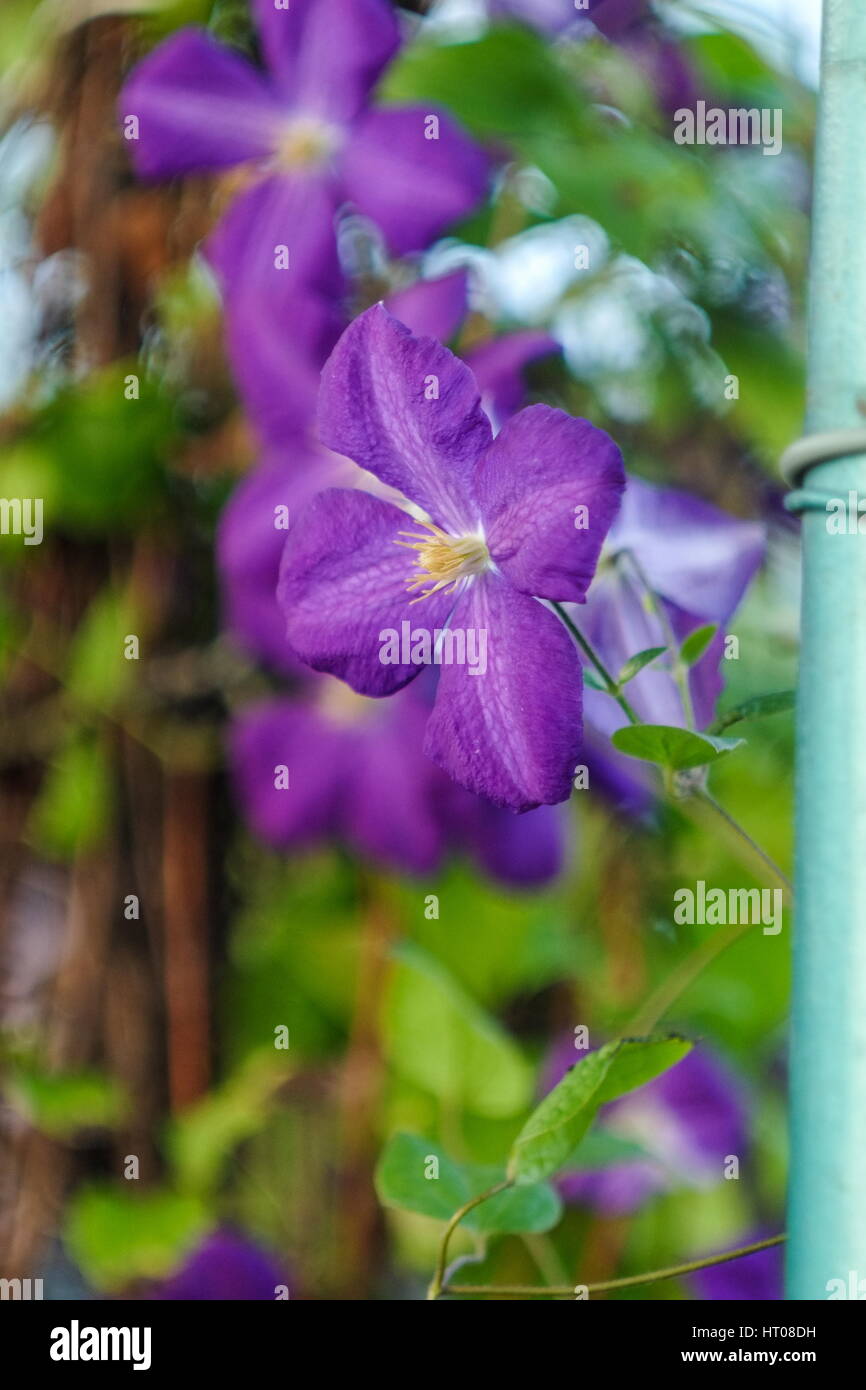 Clematis flower with beautiful mellow background Stock Photo - Alamy