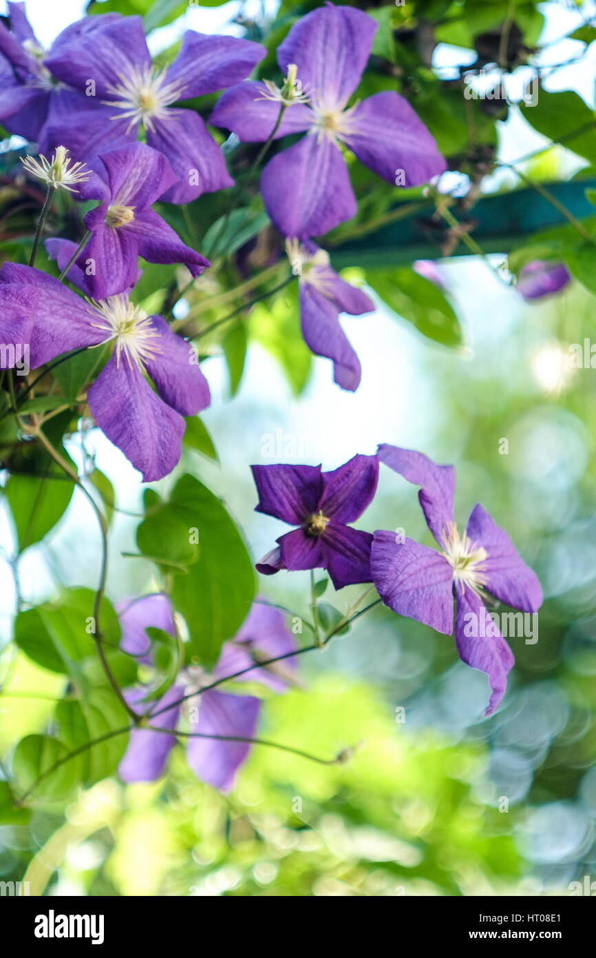 Clematis flower with beautiful mellow background Stock Photo - Alamy