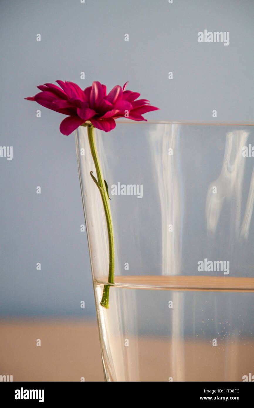 Matte flowers hi-res stock photography and images - Alamy