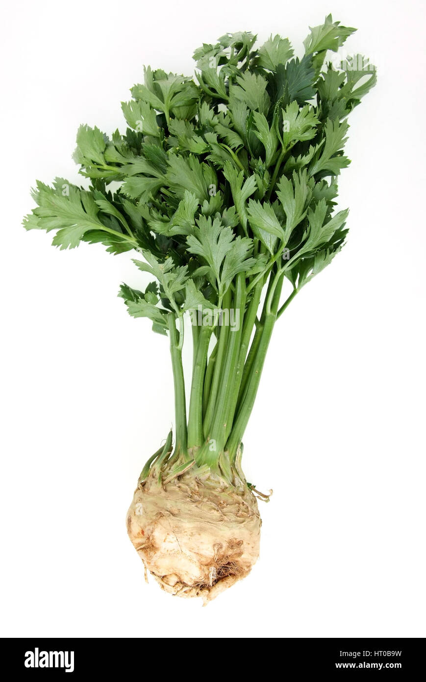 Knollensellerie hi-res stock photography and images - Alamy