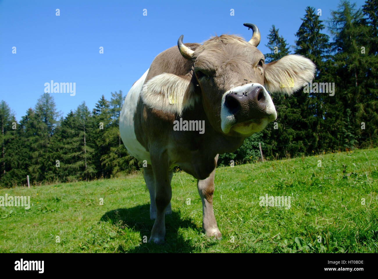 Kuh auf der Weide - cow Stock Photo - Alamy