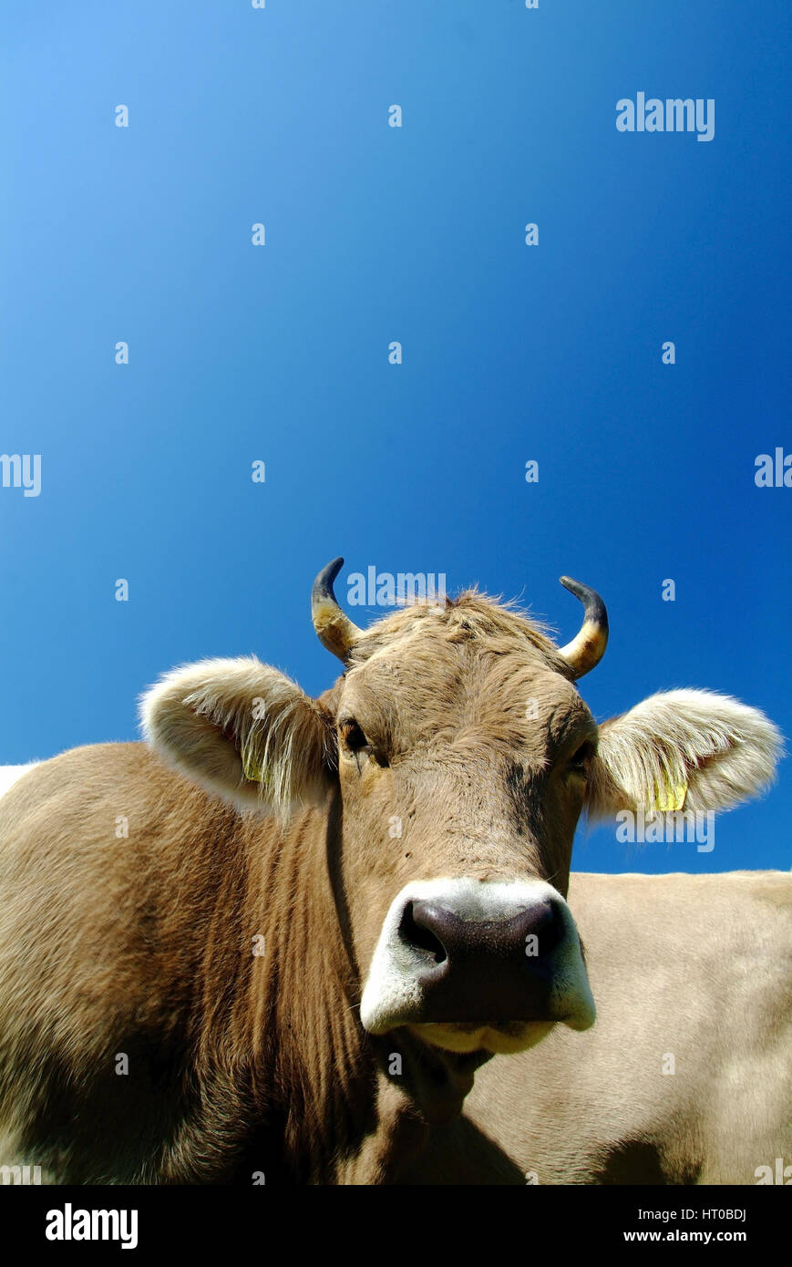 Kuh - cow Stock Photo - Alamy