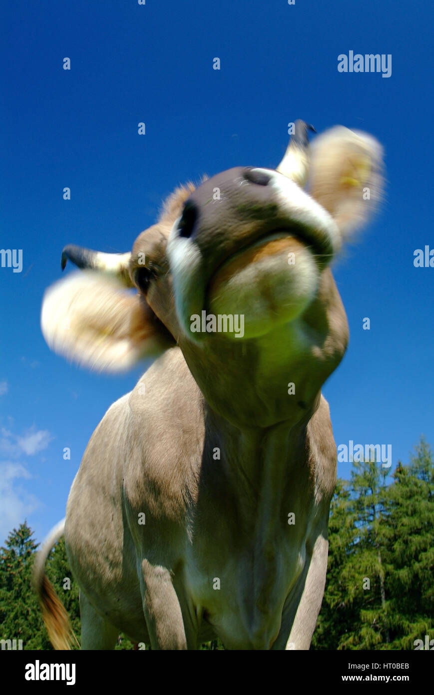 Mad cow disease hi-res stock photography and images - Alamy