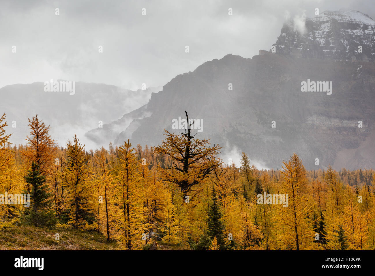 Golden larch hi-res stock photography and images - Alamy