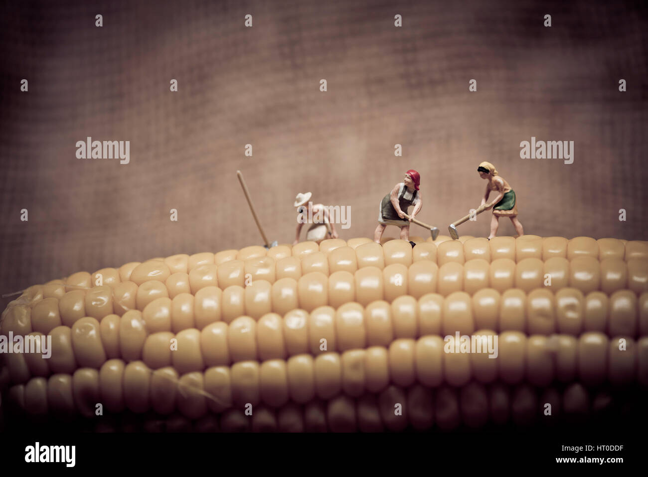 Miniature farmers at corn field. Color tone tuned. Macro photo Stock ...