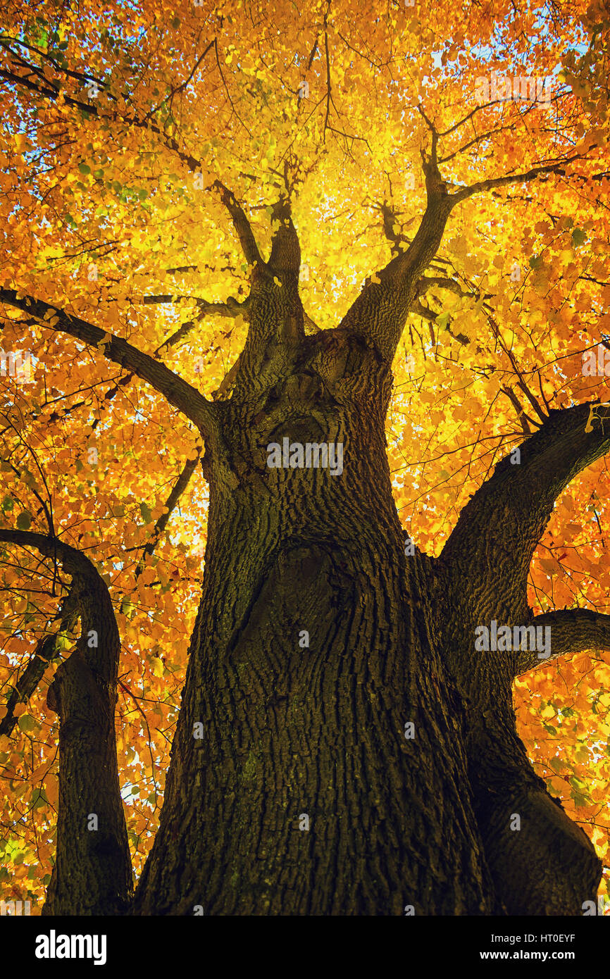 Strong tree trunk hi-res stock photography and images - Alamy