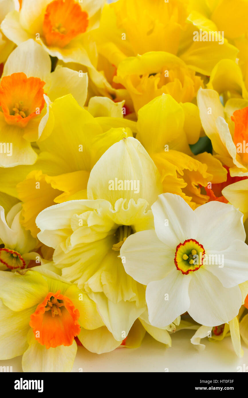Fresh spring daffodils Stock Photo - Alamy