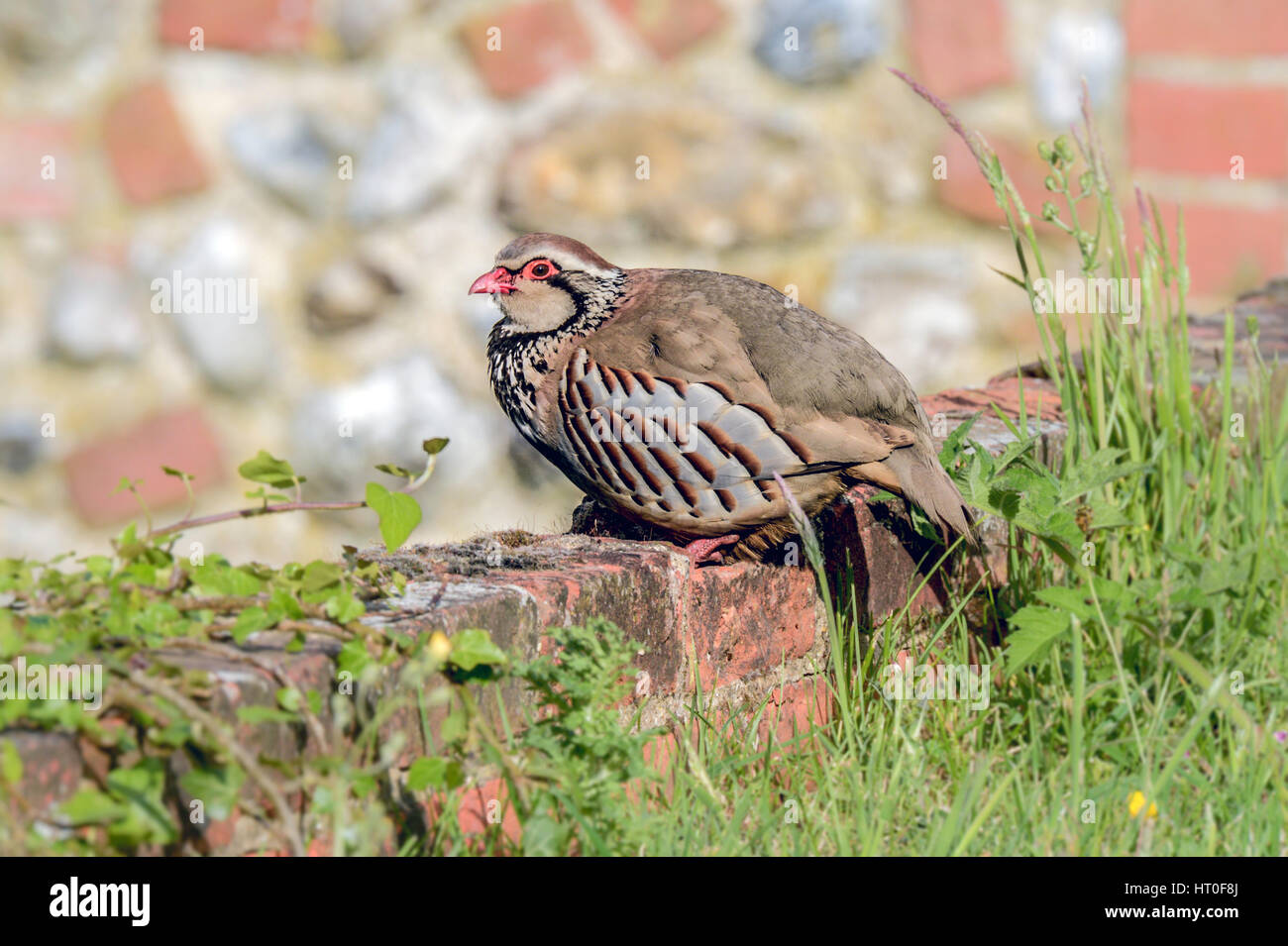 French partridge hi-res stock photography and images - Alamy